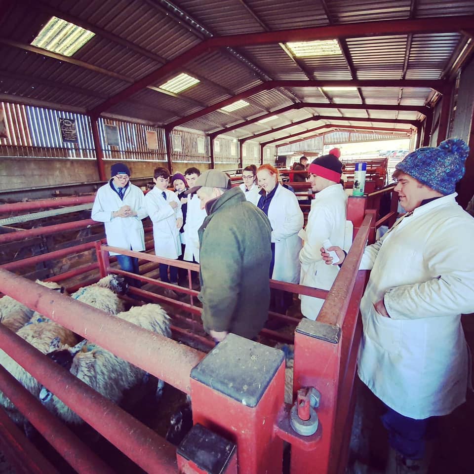 Stock Judging – How to… – Yorkshire Federation of Young Farmers' Clubs